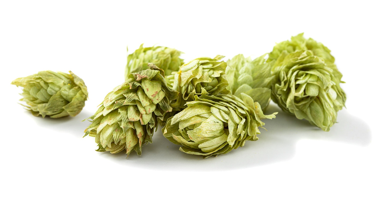 The Benefits of Whole Cone Hops for Brewing Beer