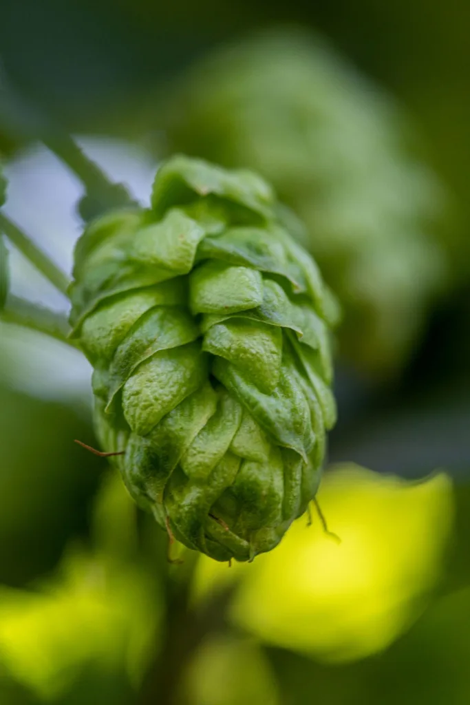 The Profile of Talus Hops